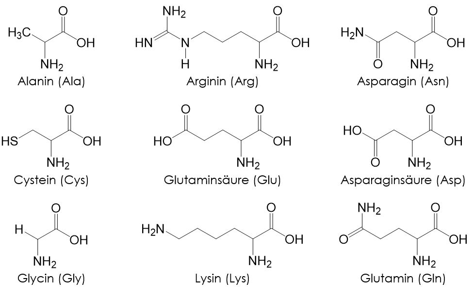 Aminosäuren in der Chemie - StudyHelp Online-Lernen