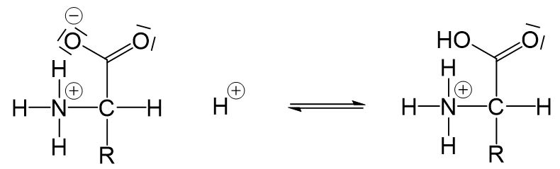 Aminosäuren in der Chemie - StudyHelp Online-Lernen