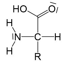 Aminosäuren in der Chemie - StudyHelp Online-Lernen