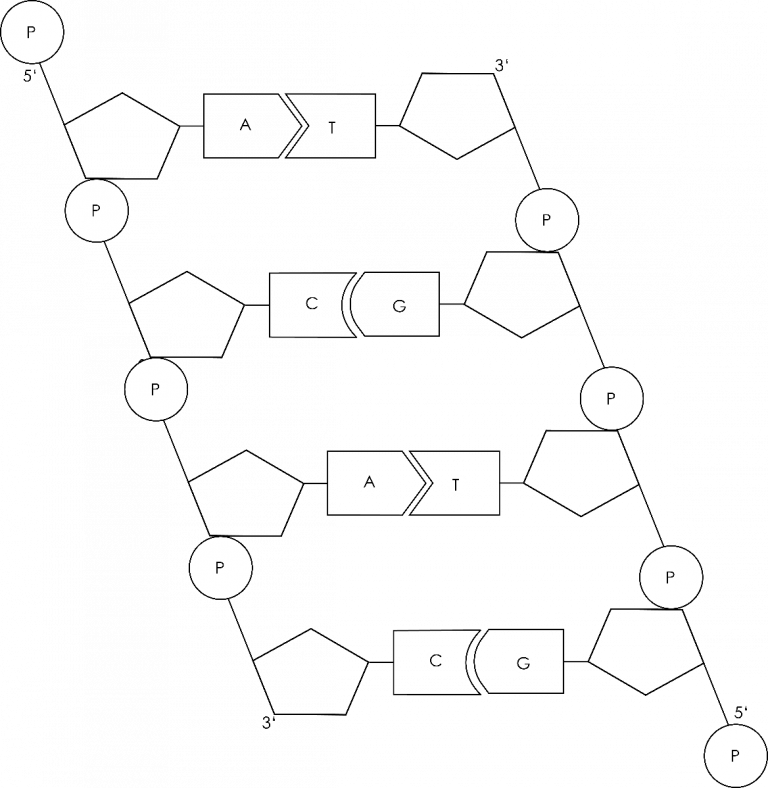 DNA Aufbau verständlich erklärt - StudyHelp Online-Lernen
