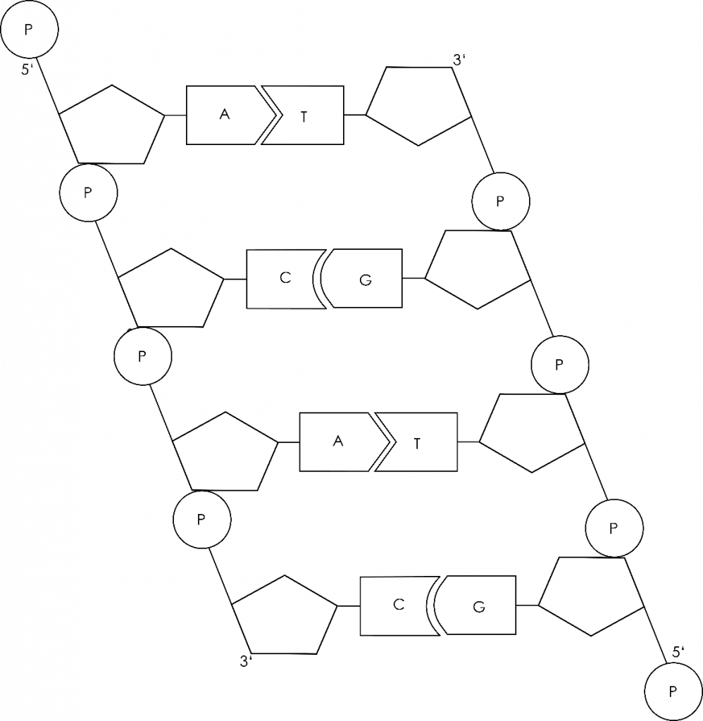 DNA Aufbau verständlich erklärt - StudyHelp Online-Lernen