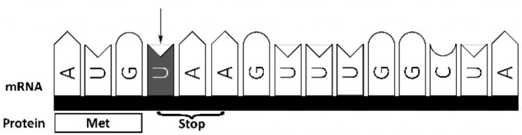 Mutation vollständig erklärt - StudyHelp Online-Lernen Biologie
