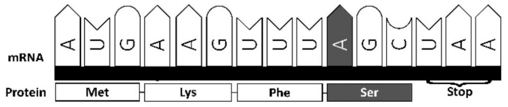 Mutation vollständig erklärt - StudyHelp Online-Lernen Biologie