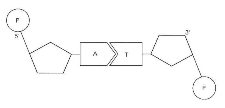 DNA Aufbau verständlich erklärt - StudyHelp Online-Lernen