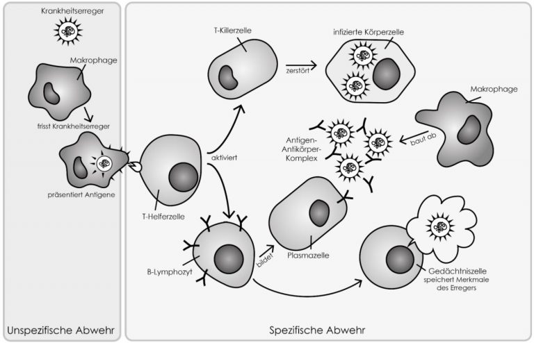Immunbiologie verständlich erklärt - StudyHelp Online-Lernen