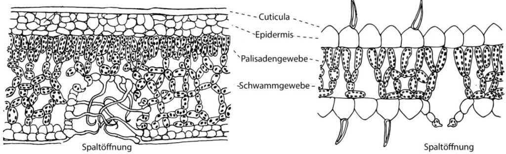 Umweltfaktoren und ökologische Potenz - StudyHelp Online-Lernen